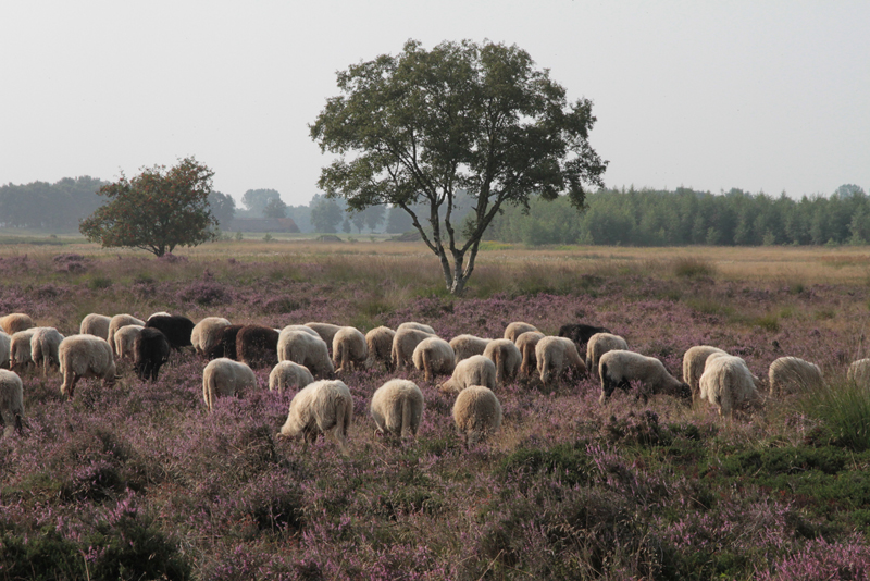 Dwingeloo Lheederhof